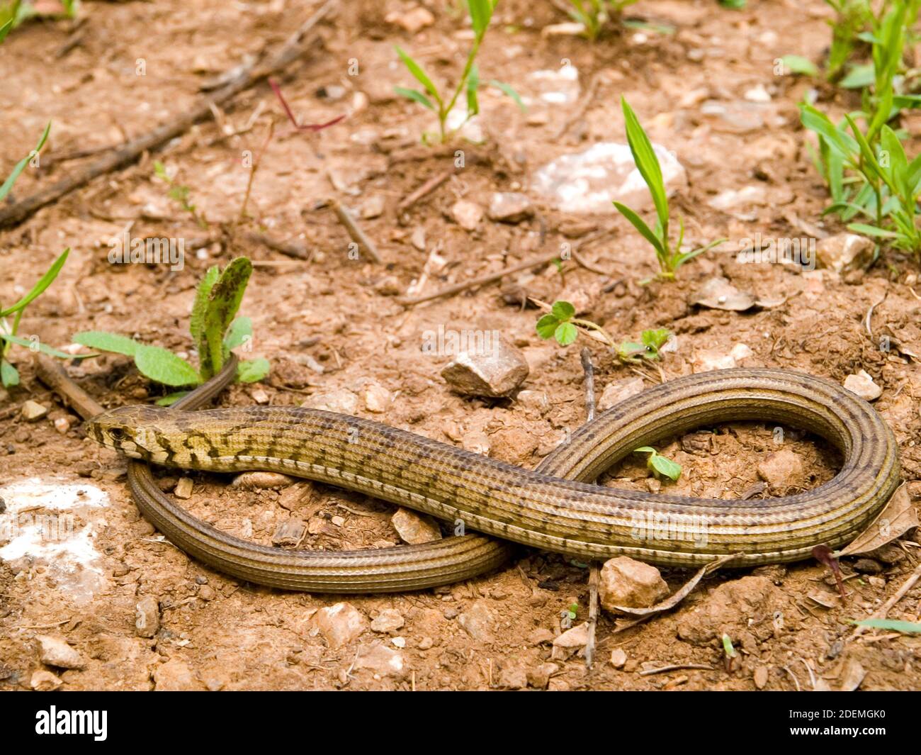 sheltopusik, Pseudopus apodus, ophisaurus apodus, european limbless ...