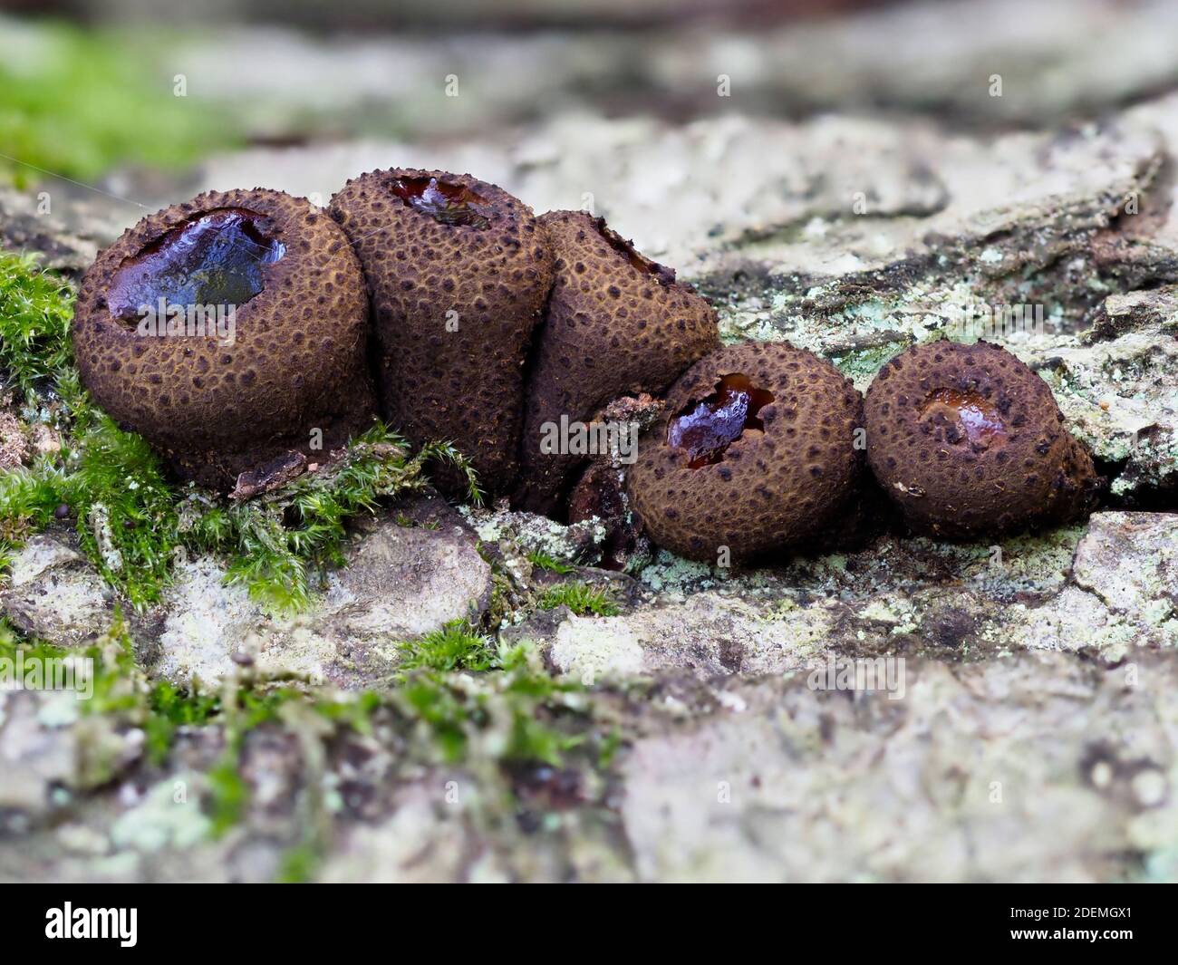 Black bulgar or Bachelor's Buttons (Bulgaria inquinans) a jelly fungus ...