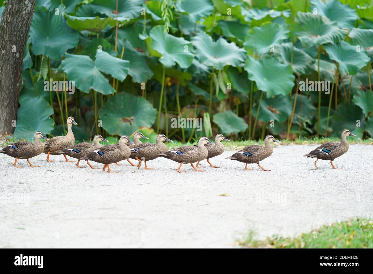 Wing lining hi-res stock photography and images - Alamy