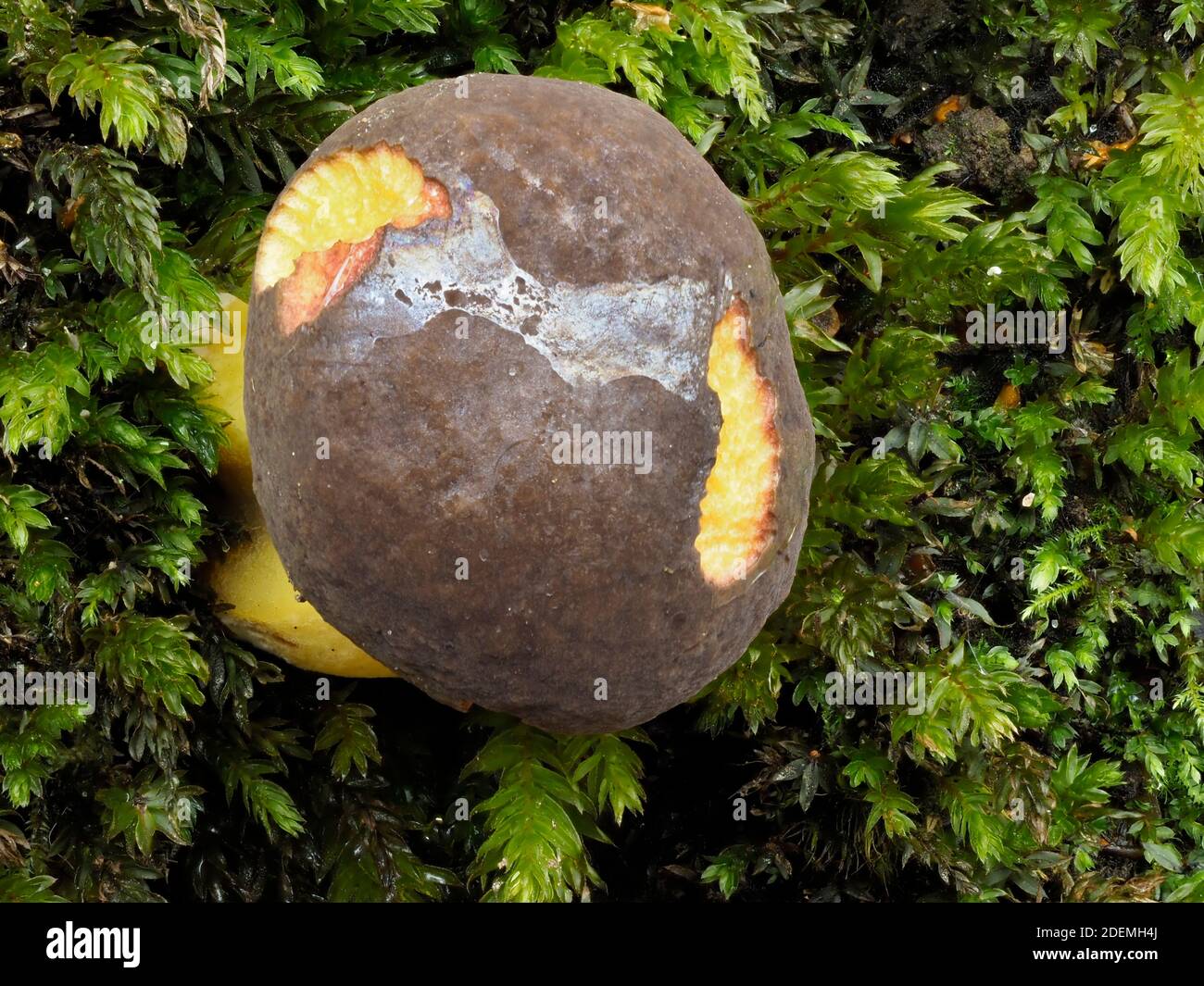 Bite marks hi-res stock photography and images - Alamy