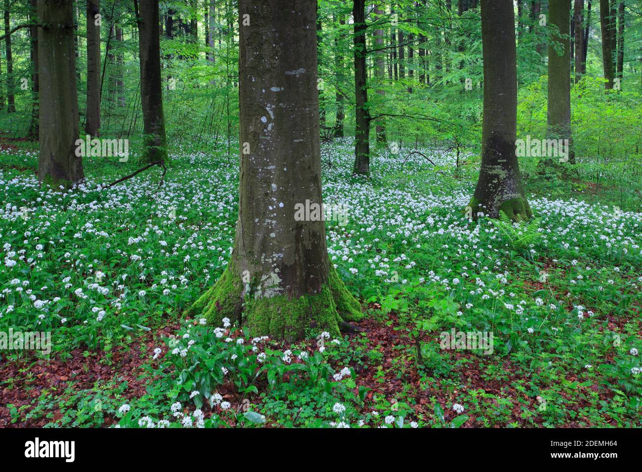 Flourishing forest hi-res stock photography and images - Alamy