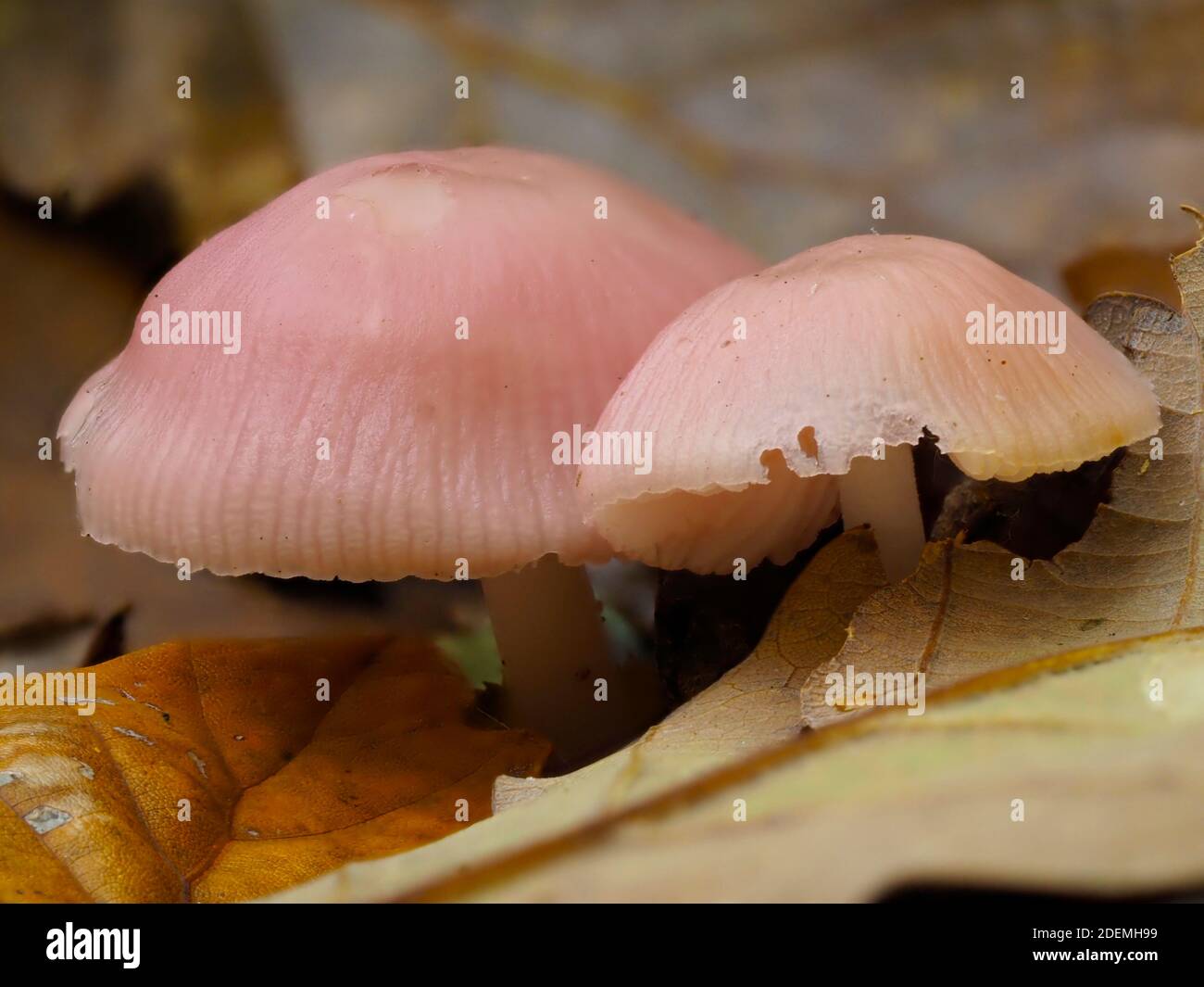 Pink bonnet fungus (Mycena rosea) East Blean Woodlands, Kent UK ...