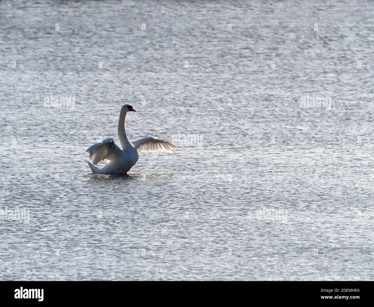 Mute swan (Cygnus olor) flapping wings, Grove Ferry Marshes, Kent UK ...