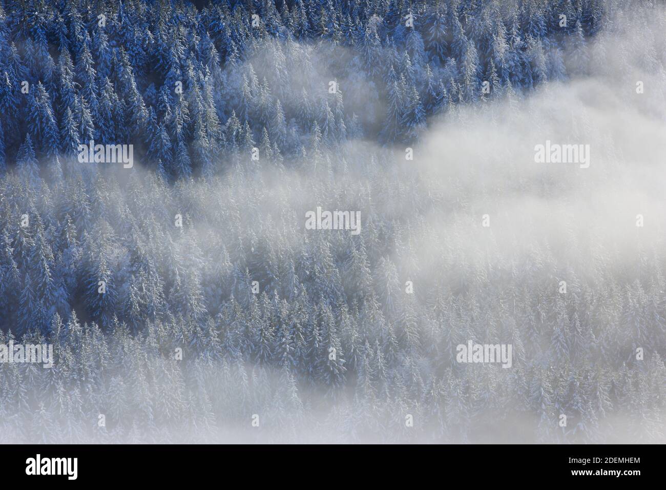 geography / travel, Switzerland, snowy fir forest and wafts of mist ...