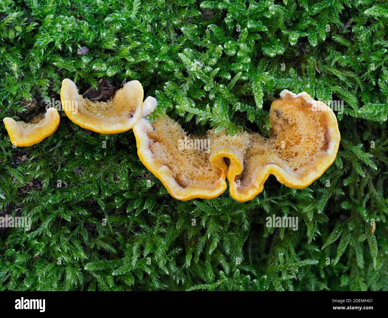 Hairy stereum bracket fungus hi-res stock photography and images - Alamy