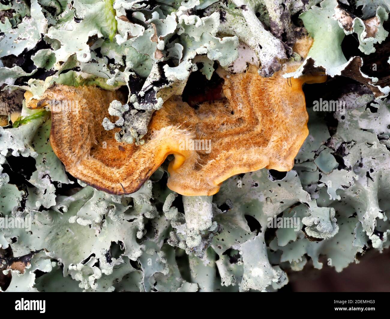 False turkey tail fungi hi-res stock photography and images - Alamy