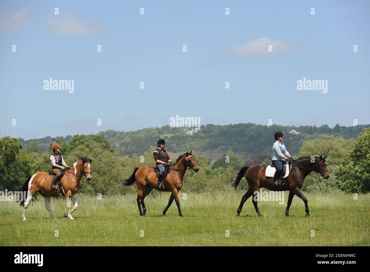 Three horses trotting hi-res stock photography and images - Alamy