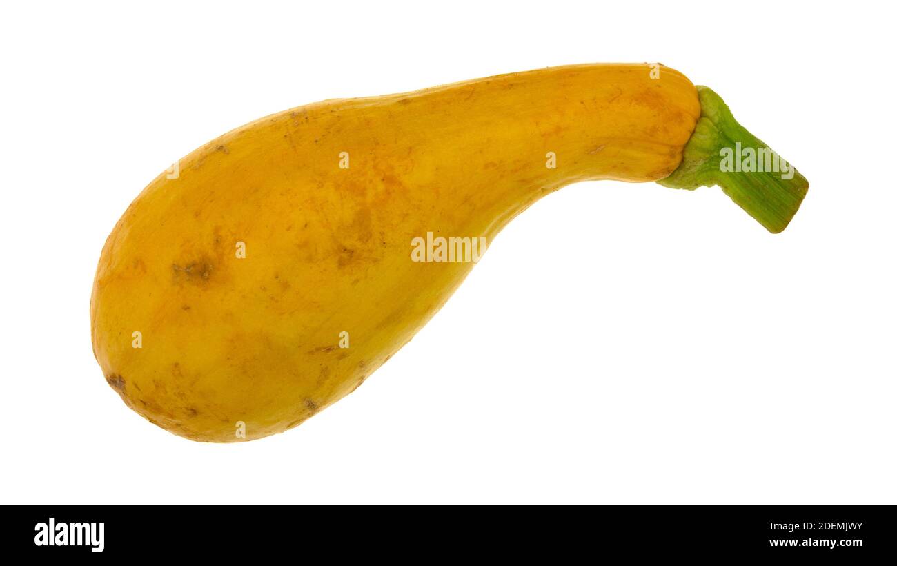Top view of a single home garden grown bright yellow summer squash ...