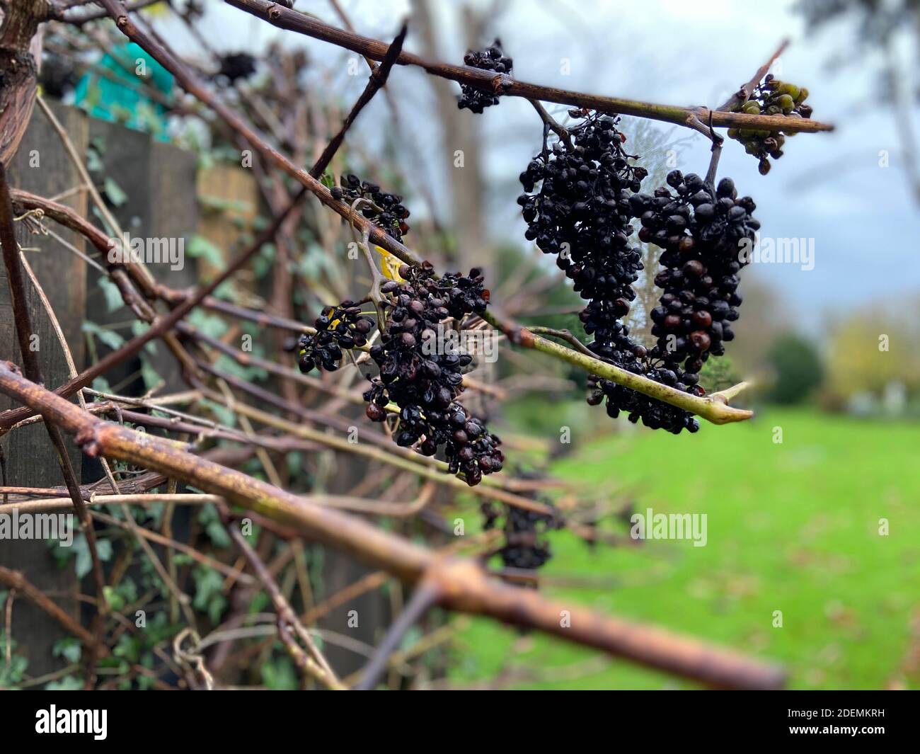 bunch of ripe grapes with dried berries hanging from the vine Stock ...