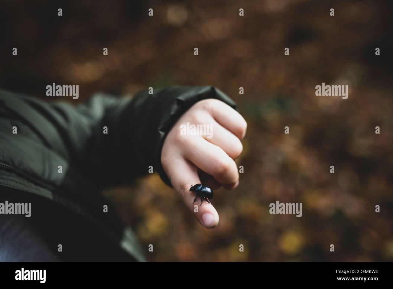 Boy insect hi-res stock photography and images - Alamy