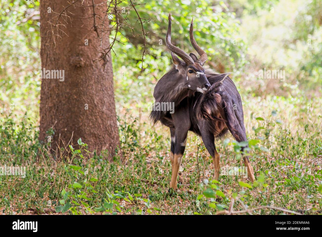 Nyala Tree High Resolution Stock Photography and Images - Alamy