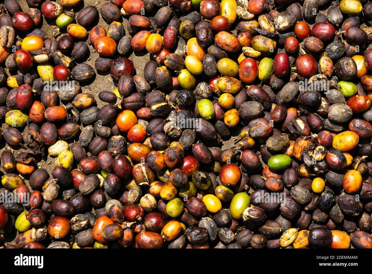 Fresh picked coffee fruits laying to dry in the sun Stock Photo - Alamy