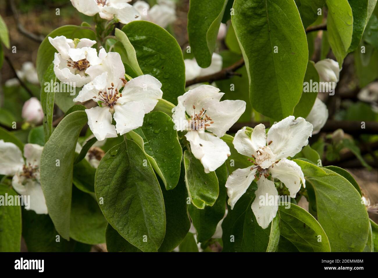 Flowers of Cydonia oblonga Stock Photo - Alamy