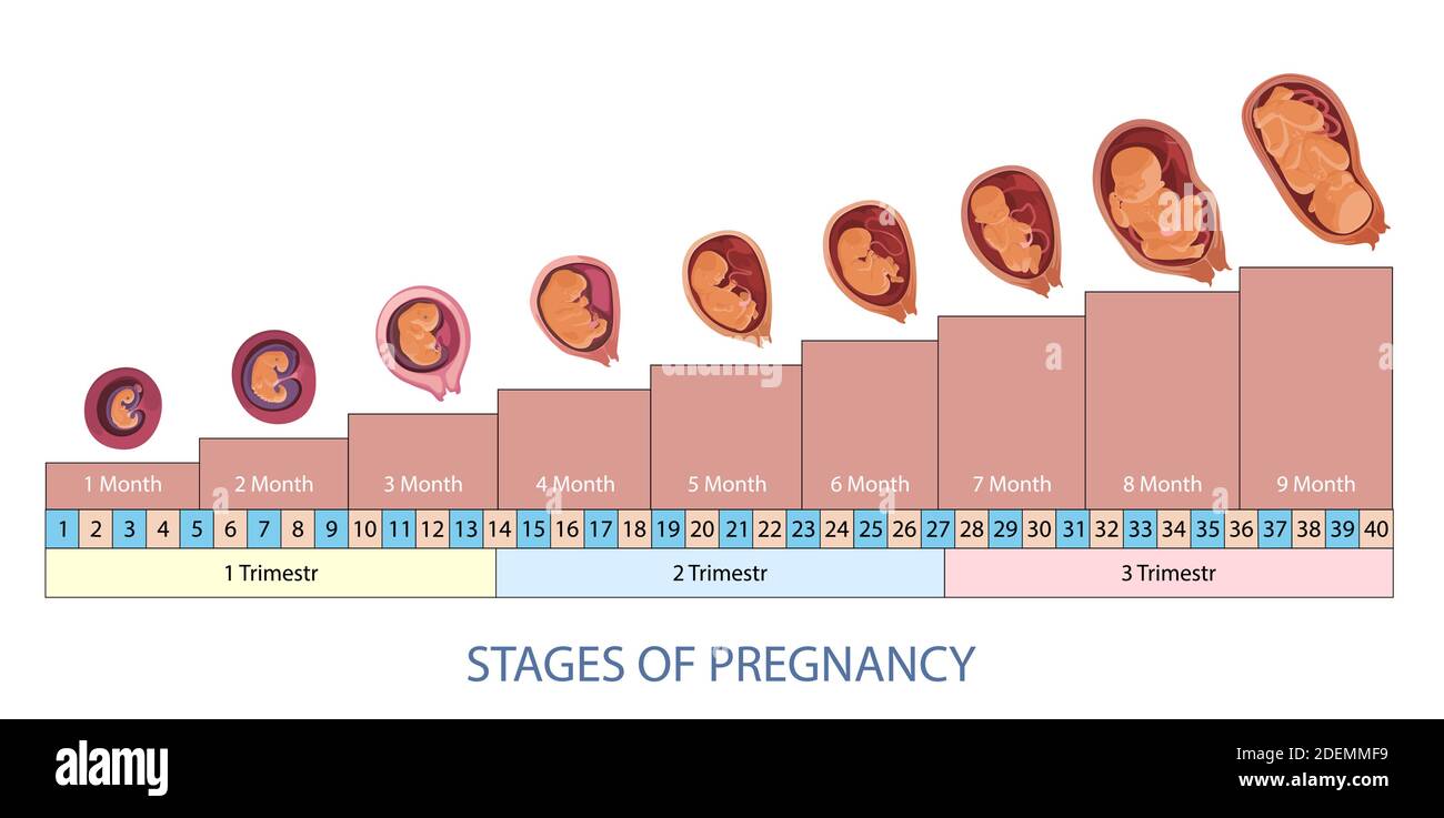 Stages of pregnancy and baby fetus development vector infographic Stock ...
