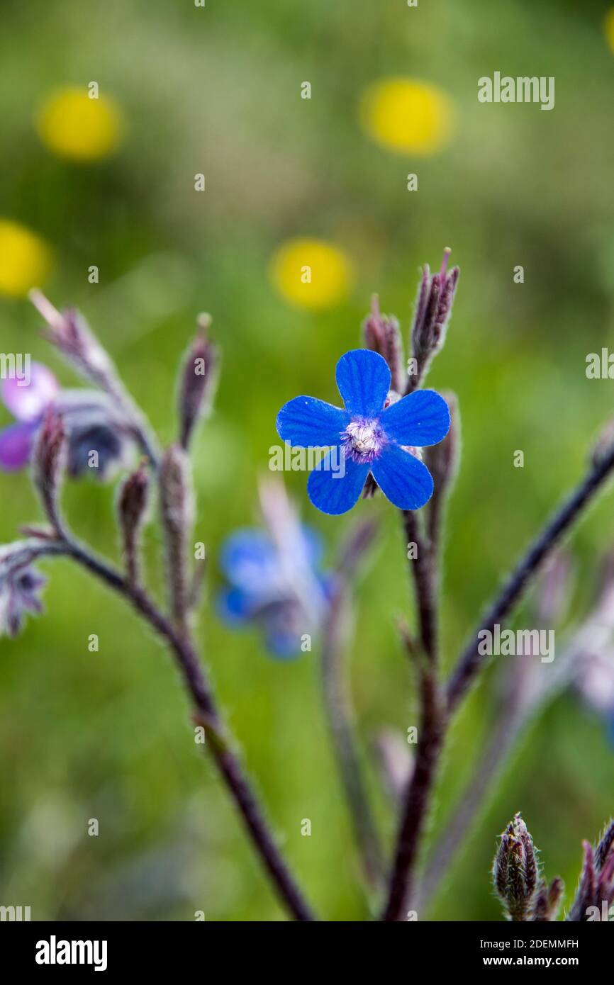 Flower of Anchusa azurea Stock Photo - Alamy