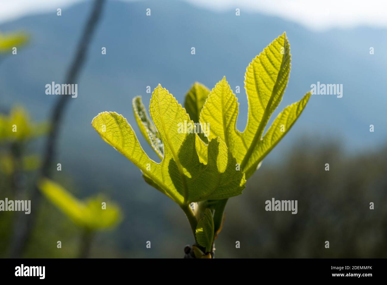 Young fig plant hi-res stock photography and images - Alamy