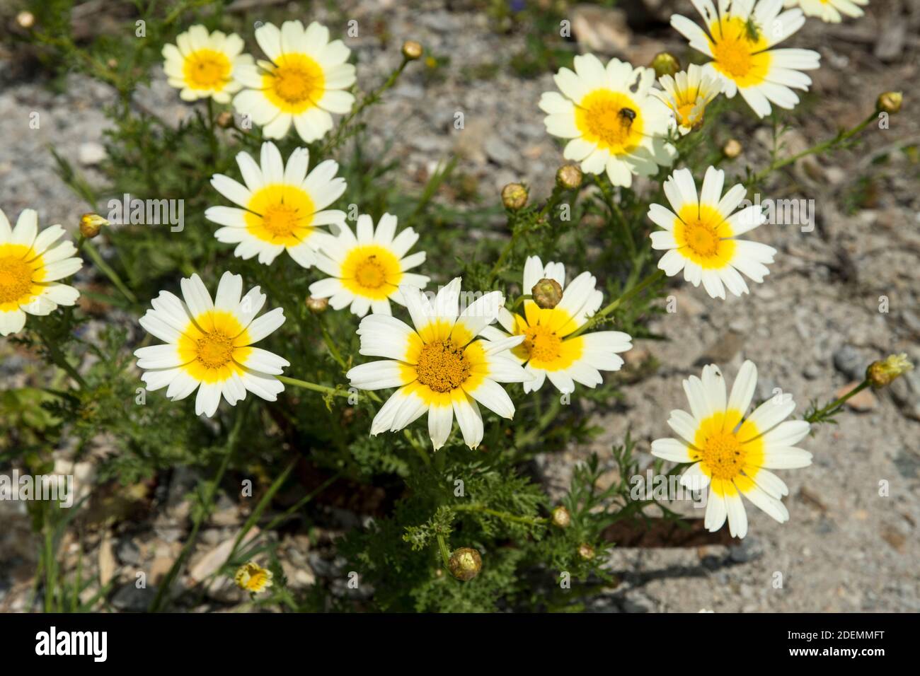 Corn daisy hi-res stock photography and images - Alamy