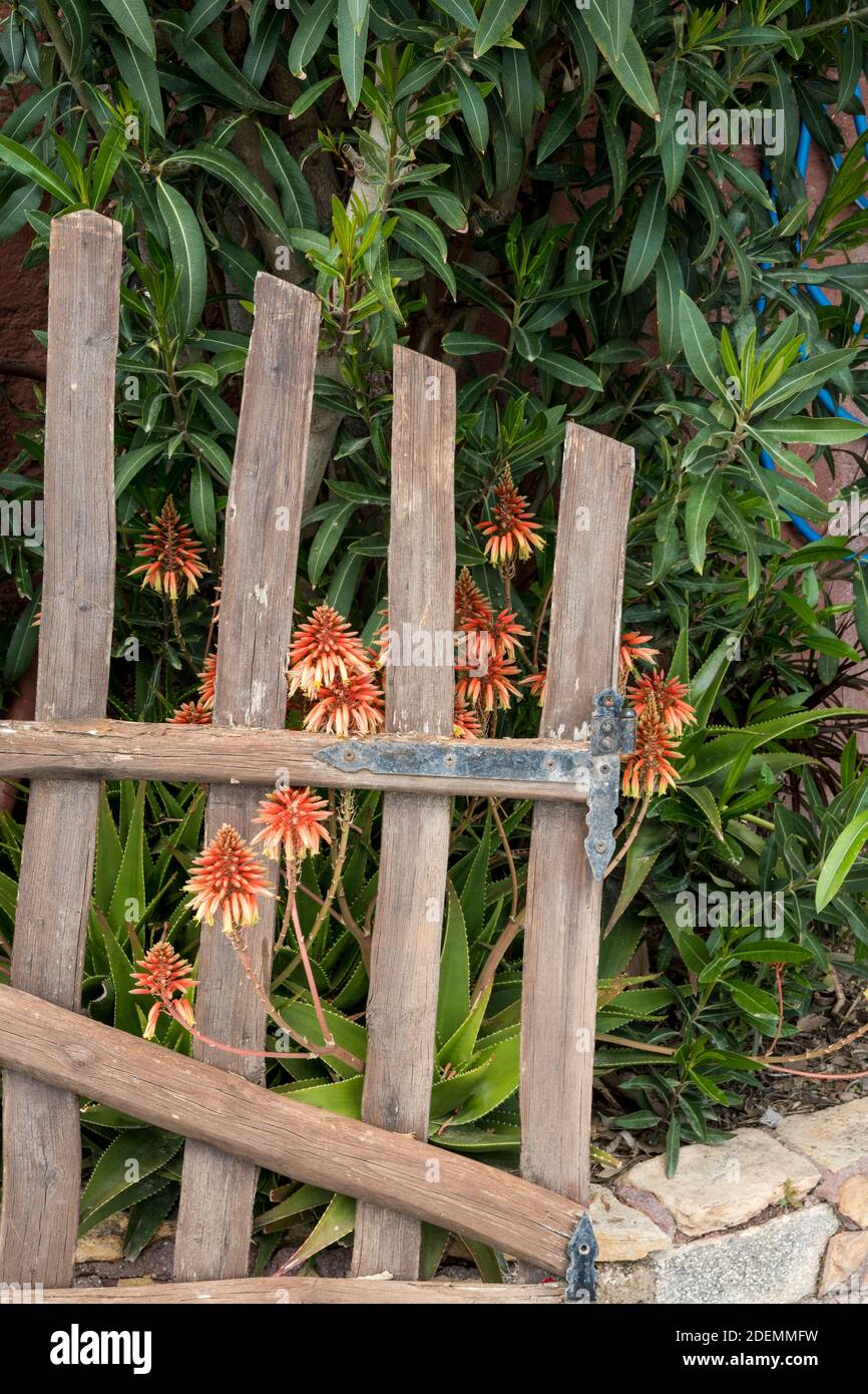 Aloe behind a fence Stock Photo - Alamy