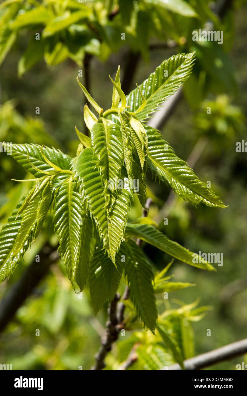 Castanea crenata hi-res stock photography and images - Alamy