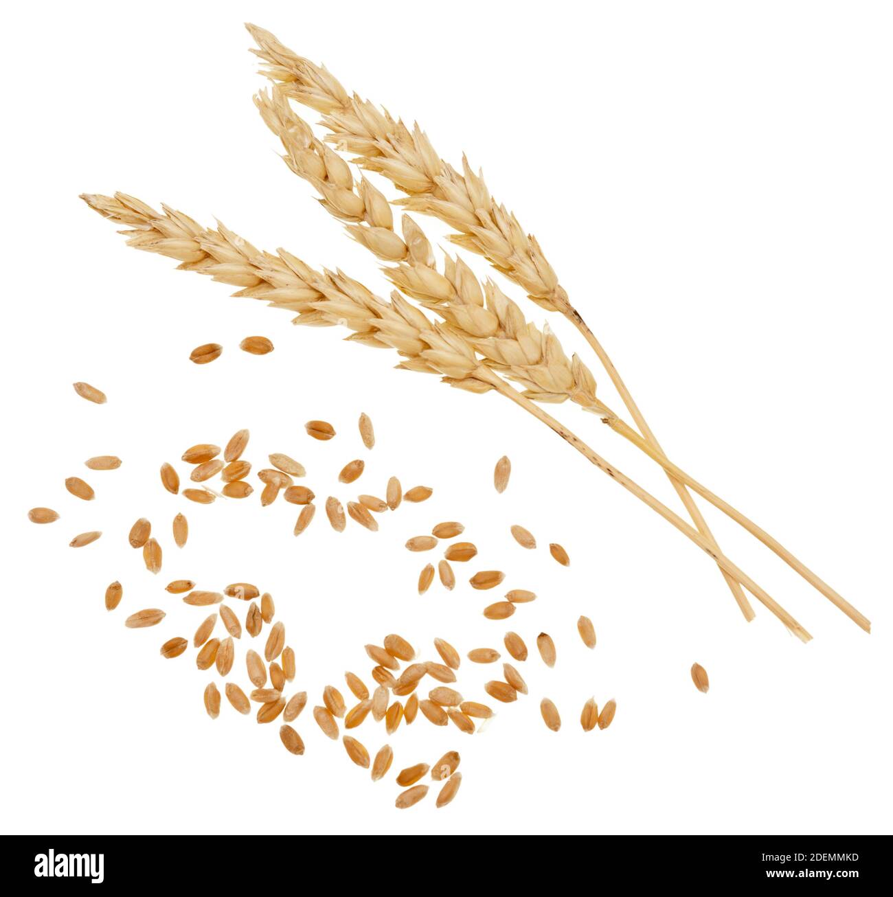 Wheat isolated on white background Stock Photo - Alamy