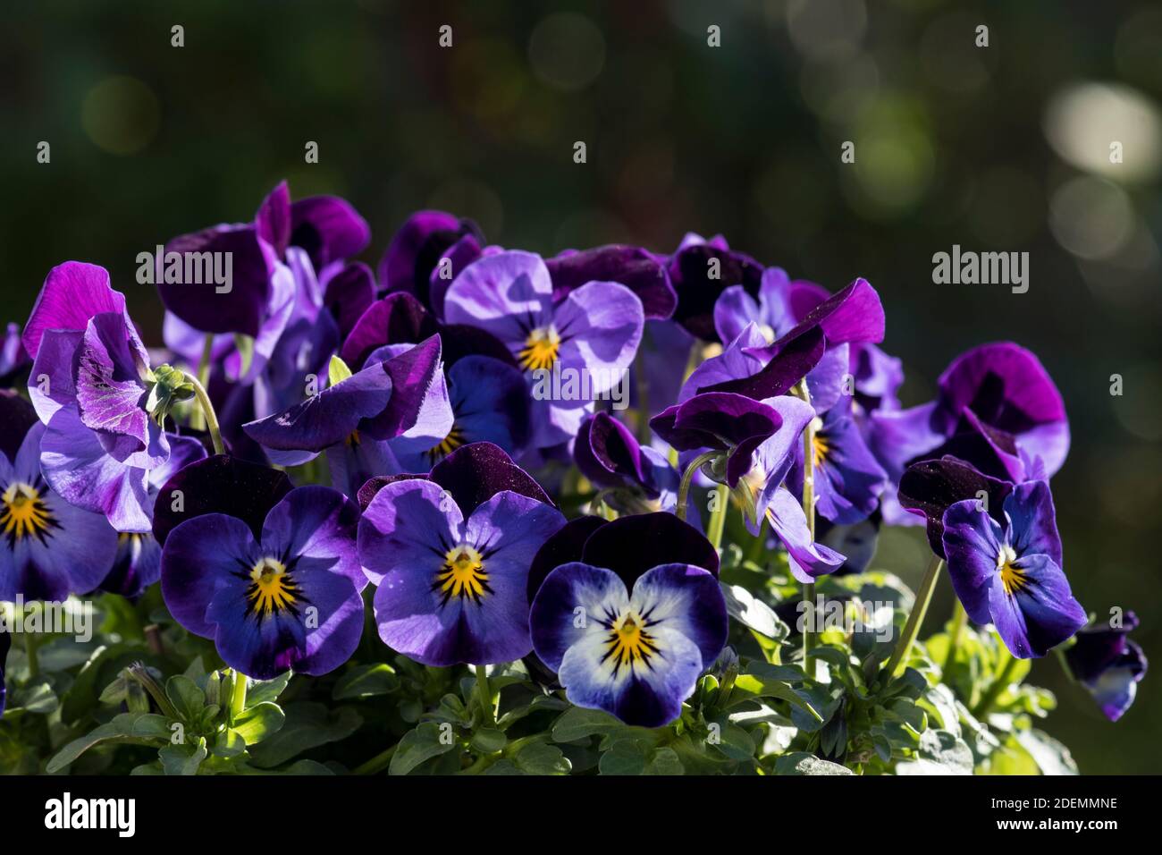Blue violas flowers hi-res stock photography and images - Alamy