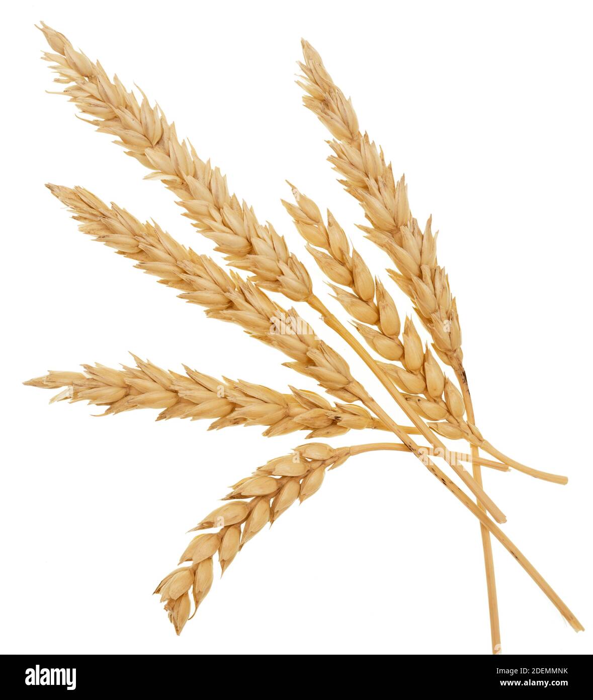 Wheat isolated on white background Stock Photo - Alamy