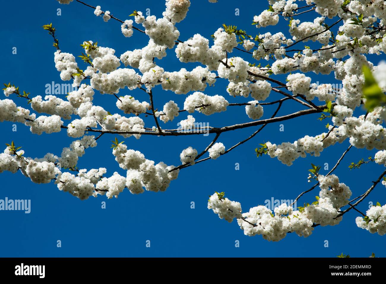 White flowers of Prunus avium 'Plena' Stock Photo - Alamy