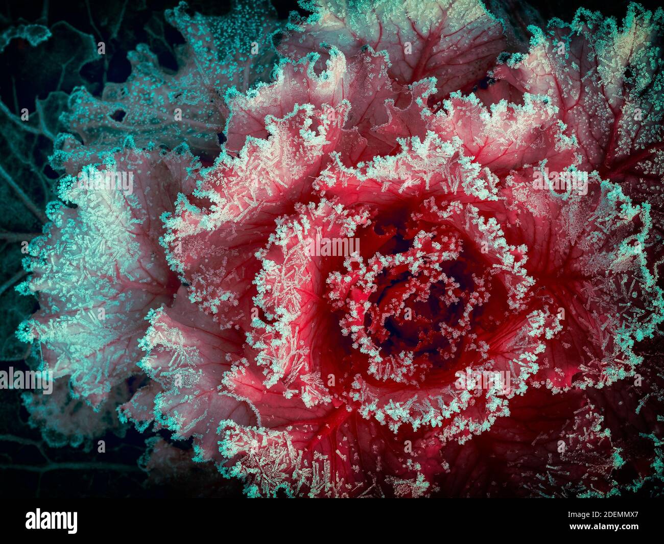 Ornamental cabbage winter hi-res stock photography and images - Alamy