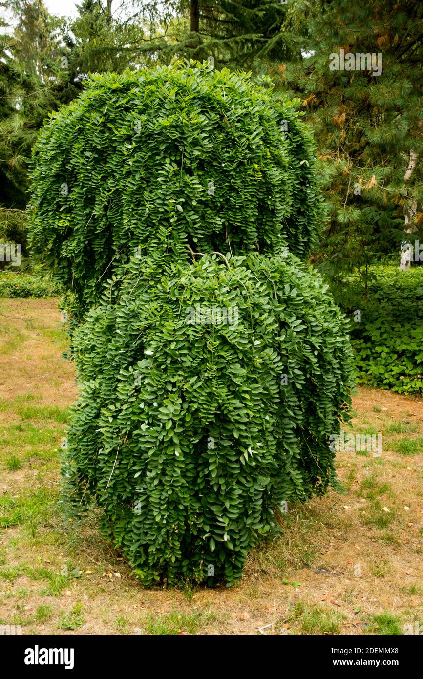 Styphnolobium japonicum hi-res stock photography and images - Alamy