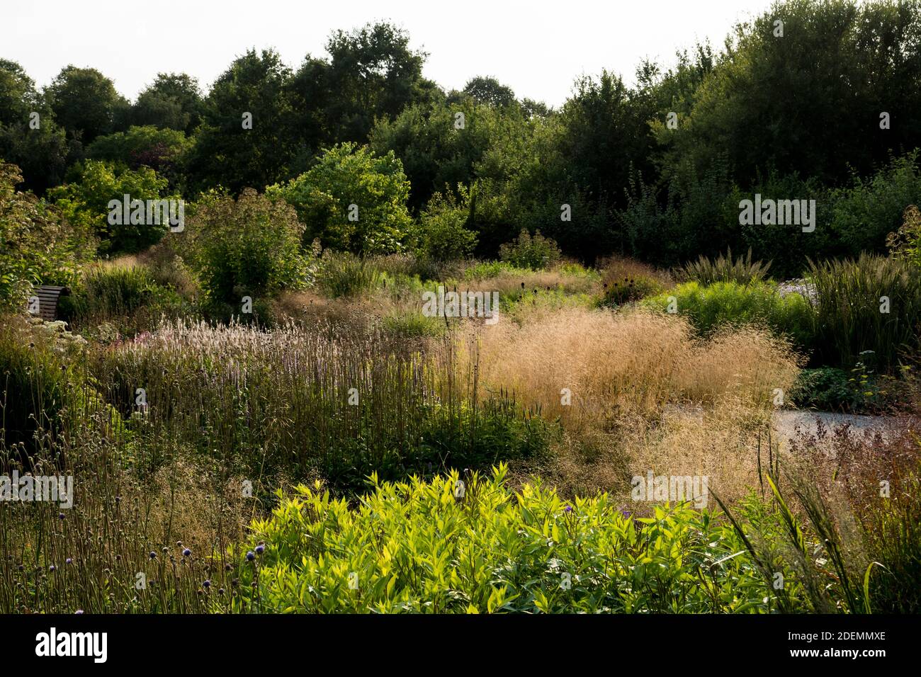 Perennial borders with ornamental grasses Stock Photo - Alamy