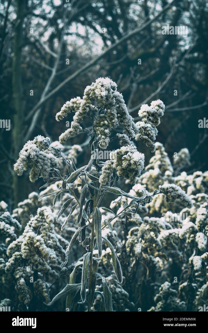 Night frost hi-res stock photography and images - Alamy