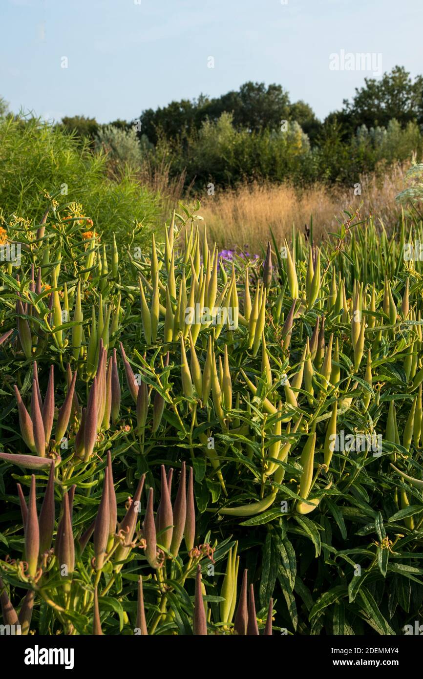 Seed pods of Asclepias tuberosa Stock Photo - Alamy