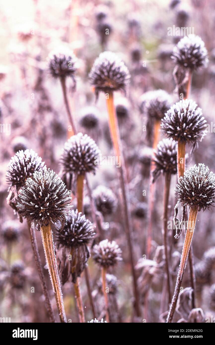 Coneflower dry flower heads covered with fresh snow in early days of ...