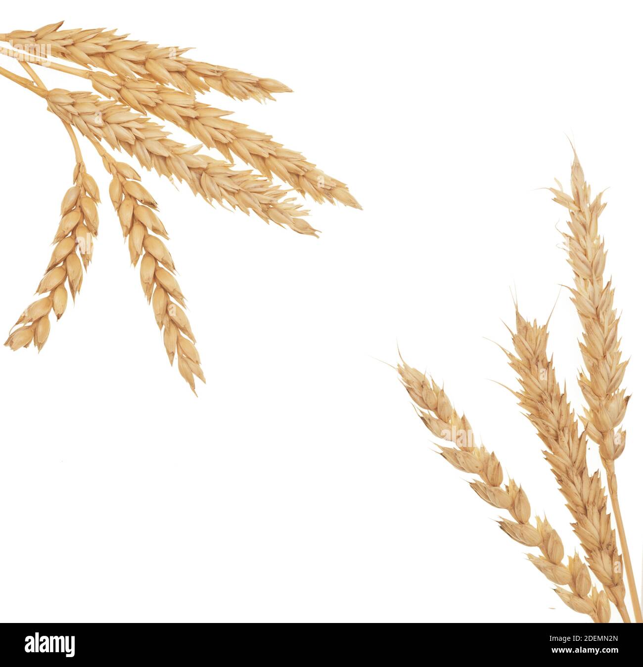 Wheat isolated on white background Stock Photo - Alamy