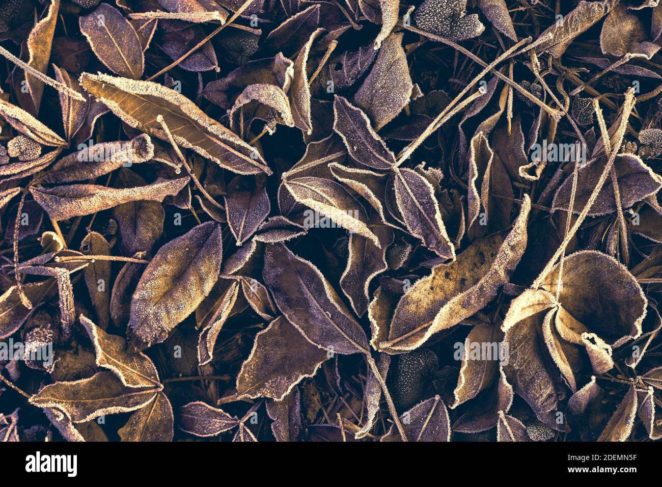 Compost dead leaves hi-res stock photography and images - Alamy