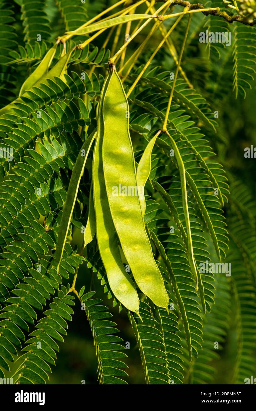 Albizia julibrissin or silk tree Stock Photo - Alamy