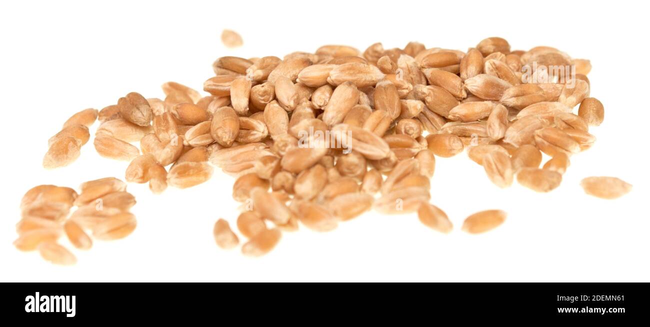 Wheat grain isolated on white background Stock Photo - Alamy