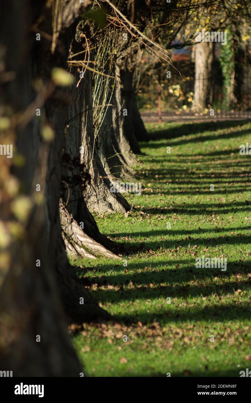 Tree trees of life hi-res stock photography and images - Alamy