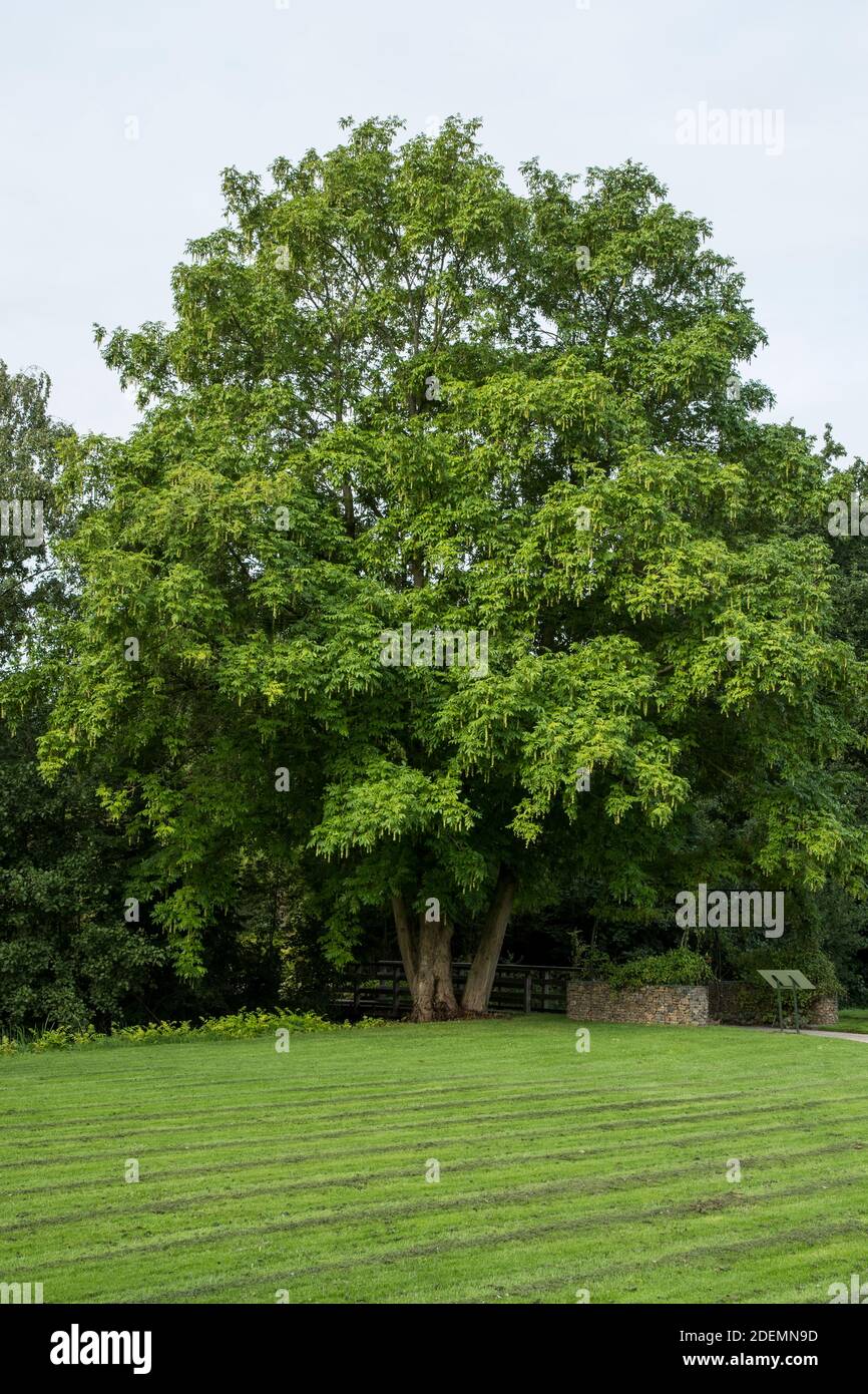 The tree Pterocarya fraxinifolia or Caucasian wingnut Stock Photo - Alamy
