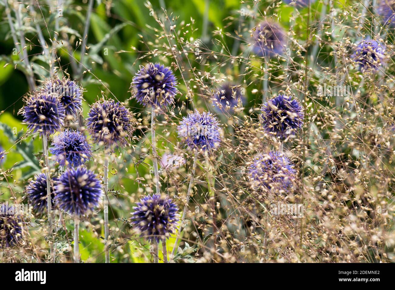 Echinops ritro 'Veitch's Blue with ornamental grasses Stock Photo - Alamy