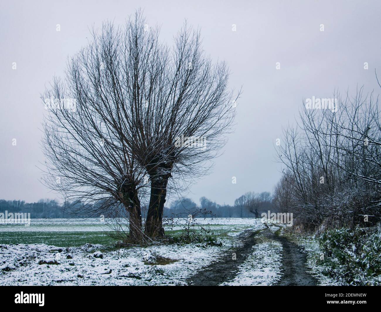 Double willow tree standing by the muddy road in polish countryside in ...