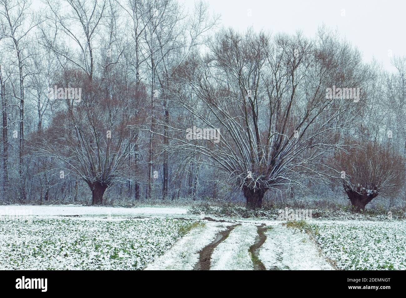 Polish countryside with willow trees and muddy road in winter Stock ...