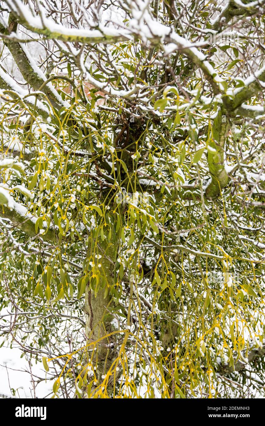 Viscum snow hi-res stock photography and images - Alamy