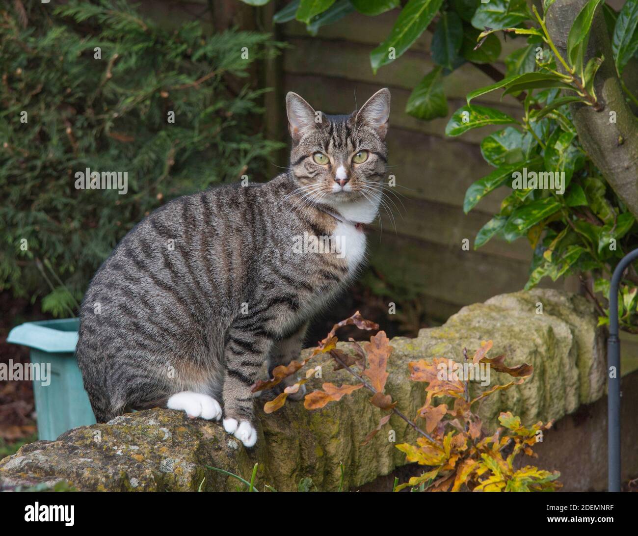 Kitten jumping onto garden wall Stock Photo - Alamy