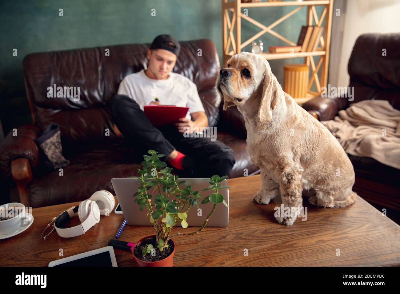 American Cocker Spaniel cream colour sitting on table at home with his ...