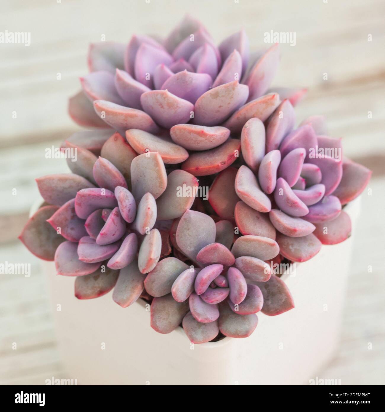 Succulent pink graptoveria debbie houseplants on white background Stock ...