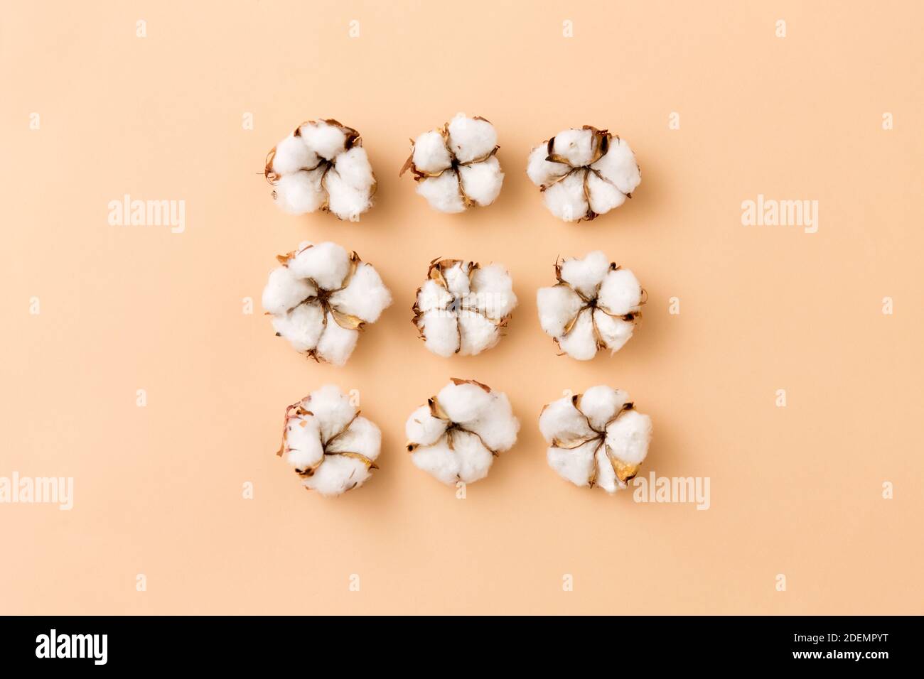 Cotton flower for natural eco hi-res stock photography and images - Alamy