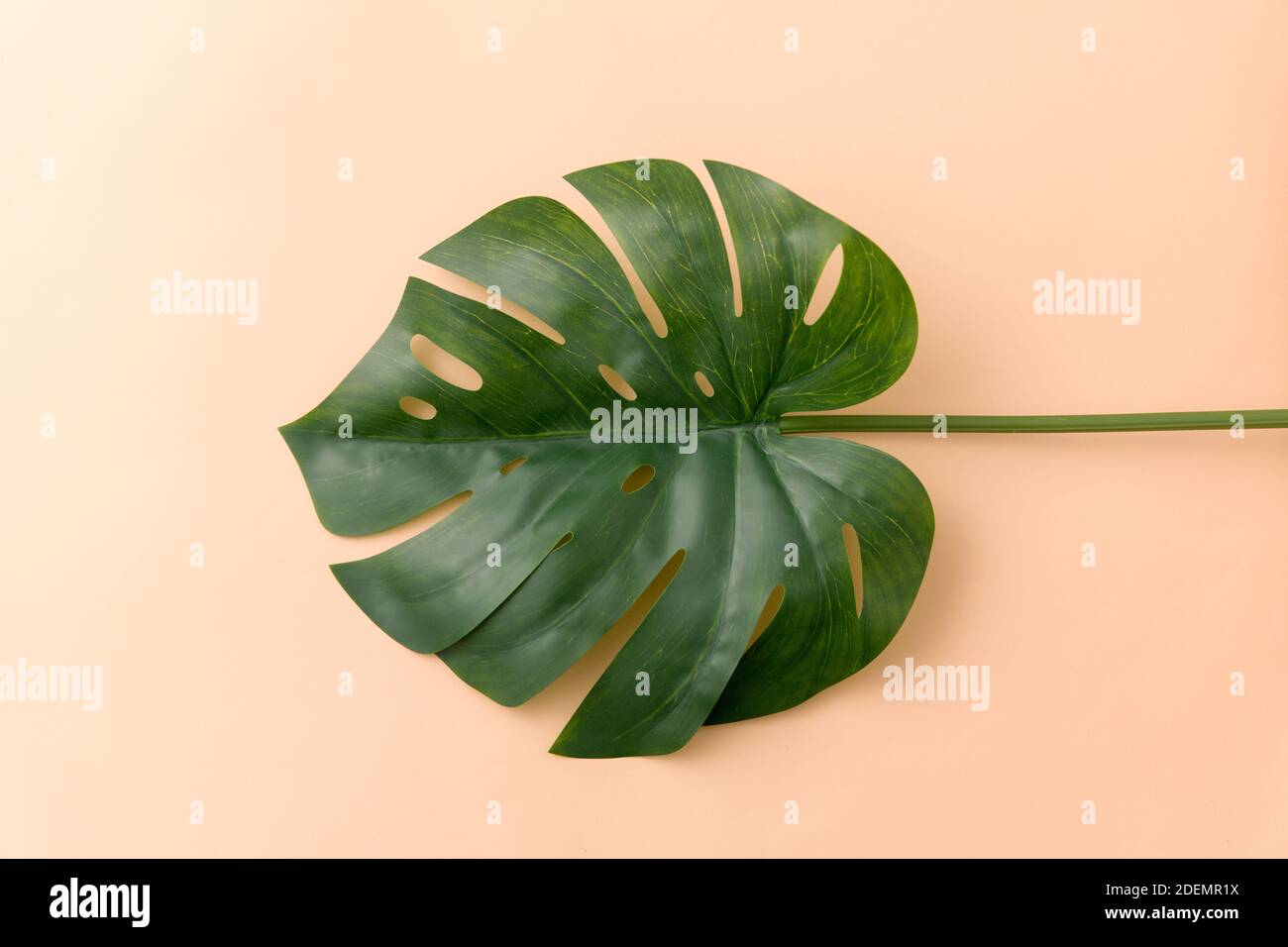 Swiss cheese plant leaf hi-res stock photography and images - Alamy