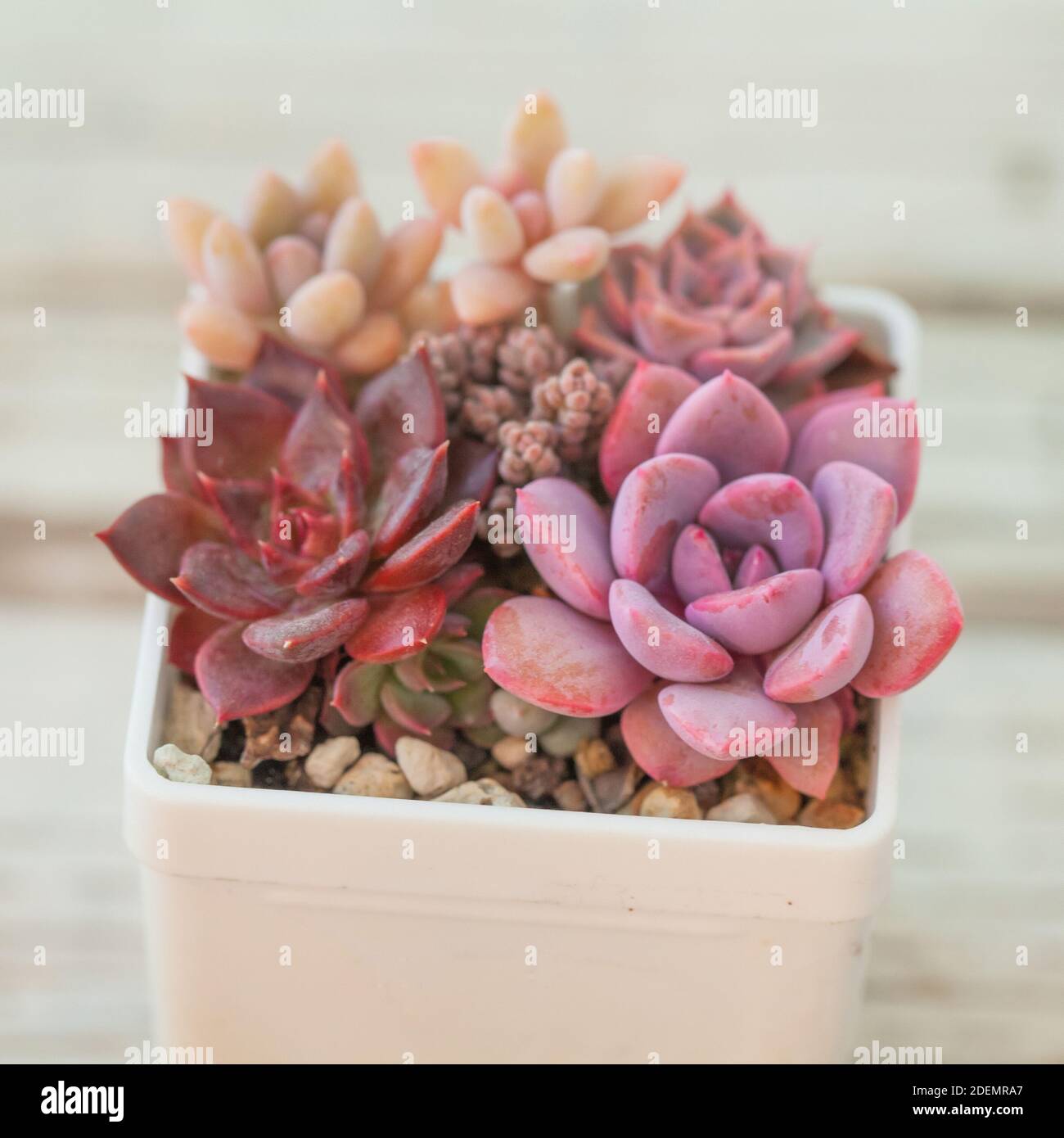 Pink echeveria and graptoveria succulents plant in white pot Stock ...