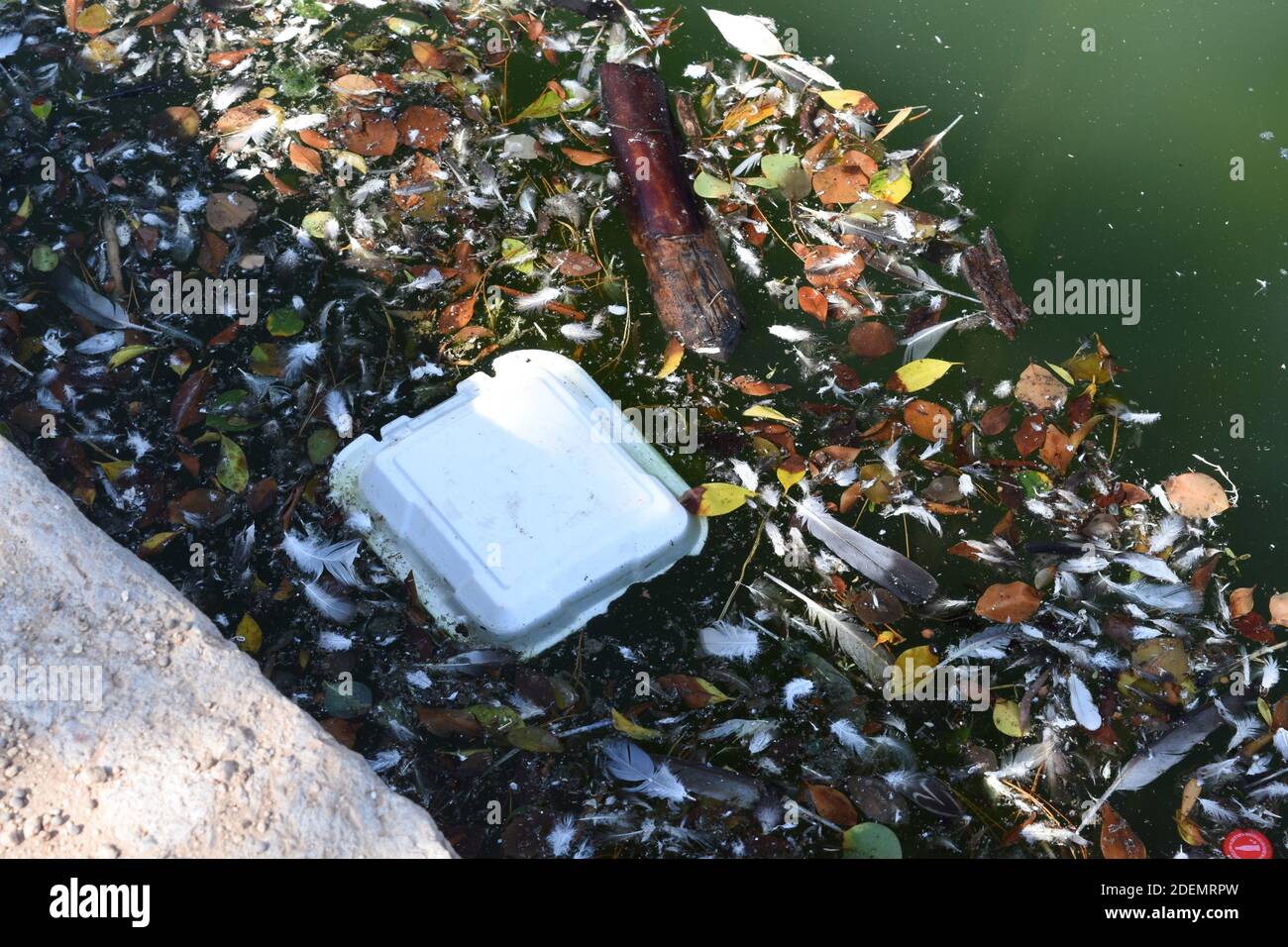 Trash and litter floating in city park lake Stock Photo - Alamy